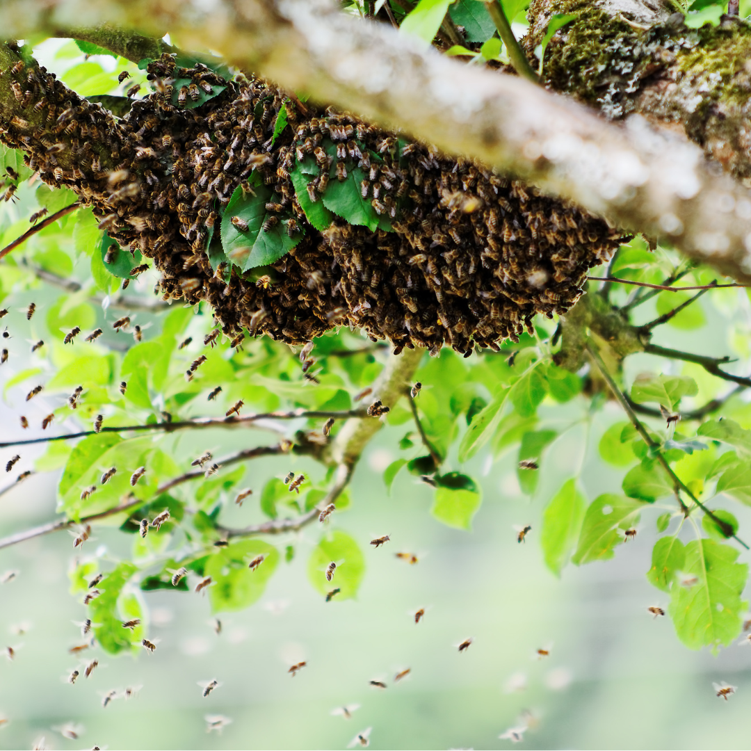 Why Bee Swarms Are Good for Your Apiary | Swarmed Guide